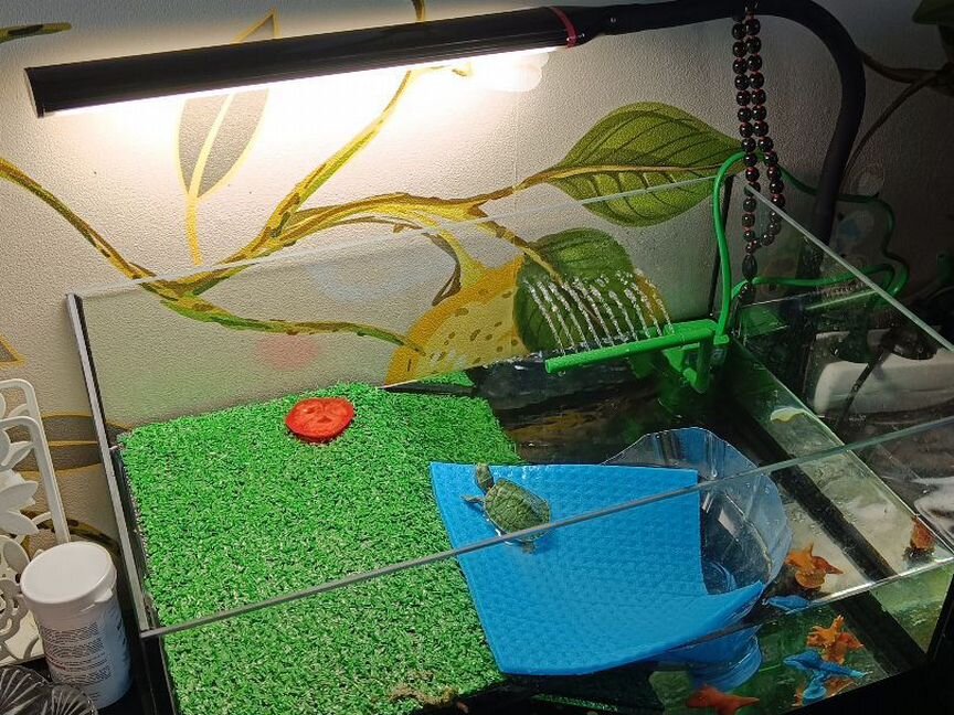 Аквариум для красноухой черепахи