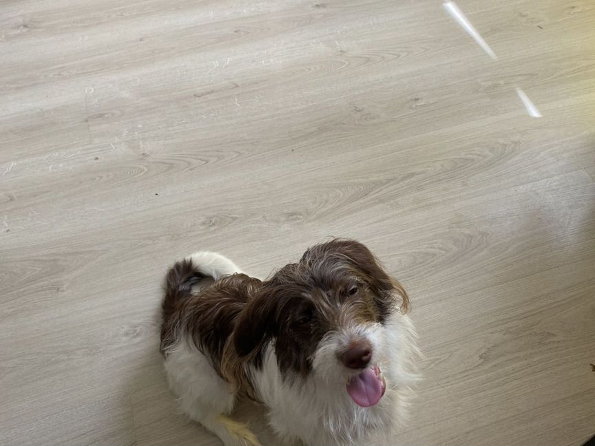 Такса-спаниель