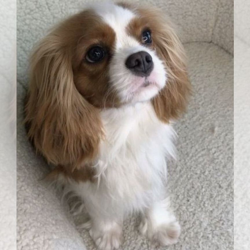 Кавалер кинг-чарльз-спаниель, щенок