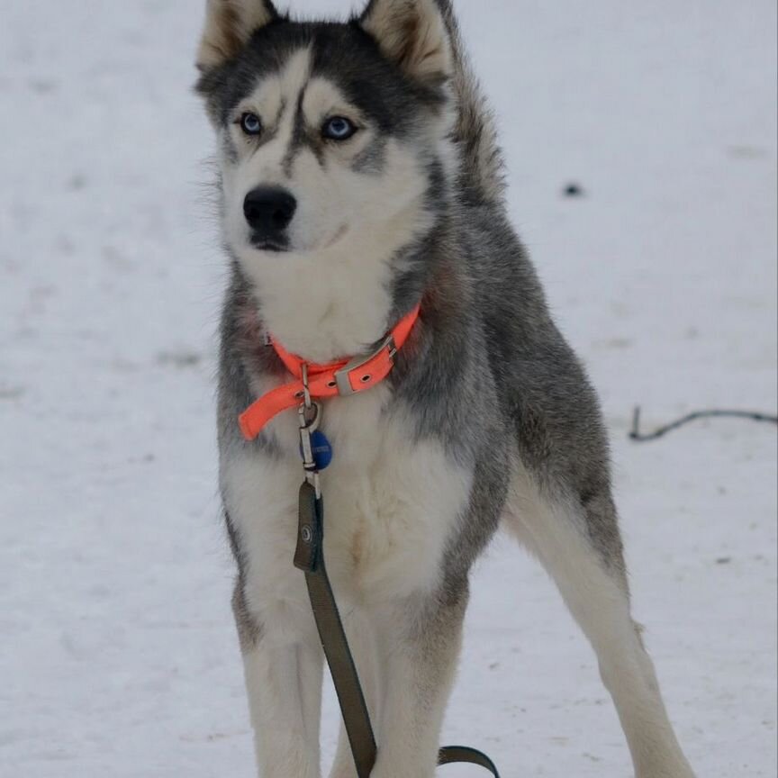 Сибирский хаски