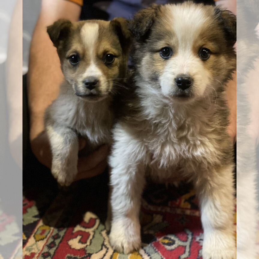 Щенок в добрые руки