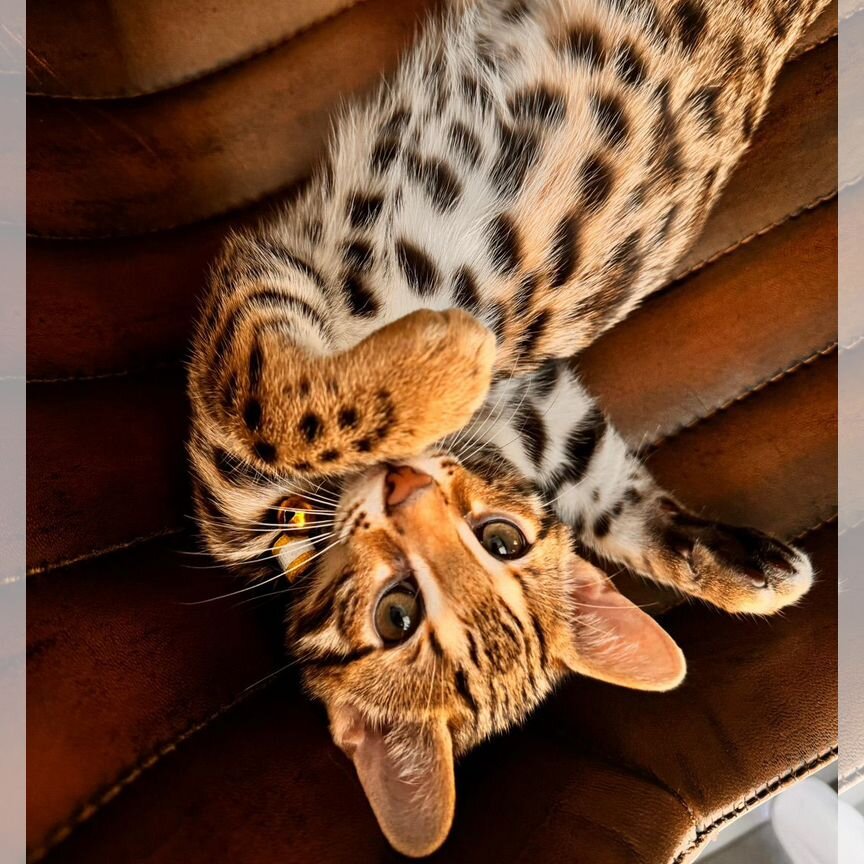 Бенгальская гибрид ф1