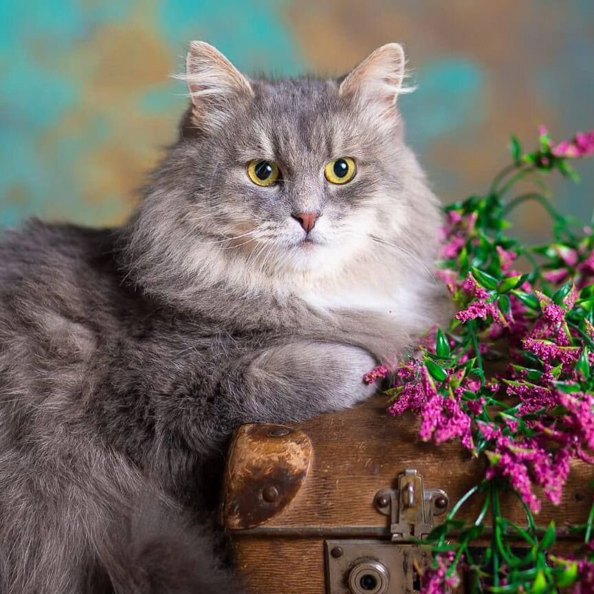 Пушистая серая кошечка ищет дом