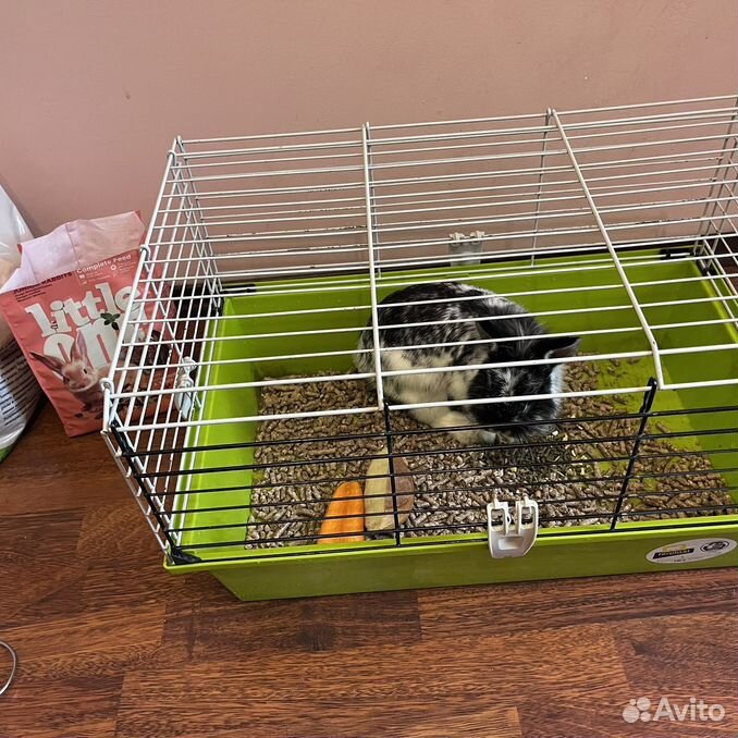 Декоративный кролик в добрые руки