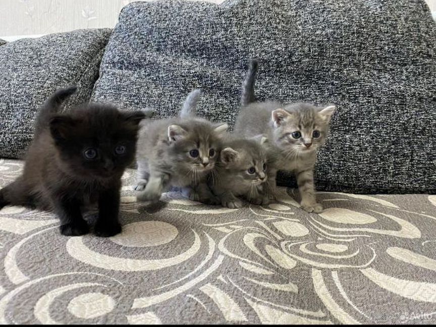 Котята в добрые руки, мальчики