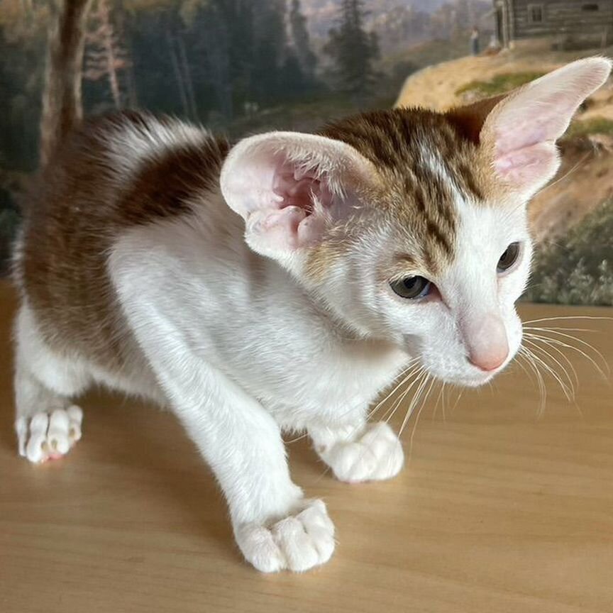 Ориентальный котёнок
