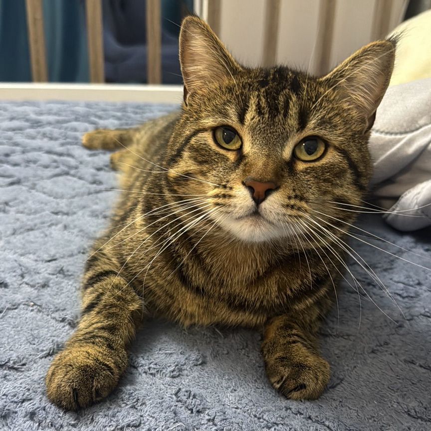 Взрослый кот в добрые руки