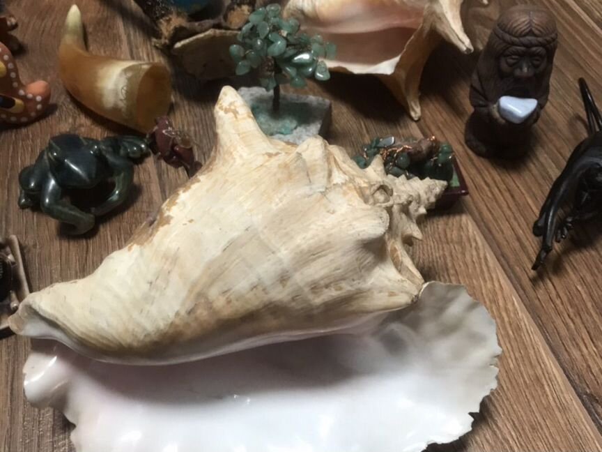 Ракушка рапан