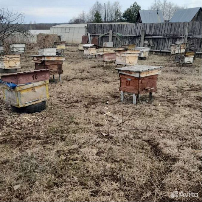 Продам пчелосемьи