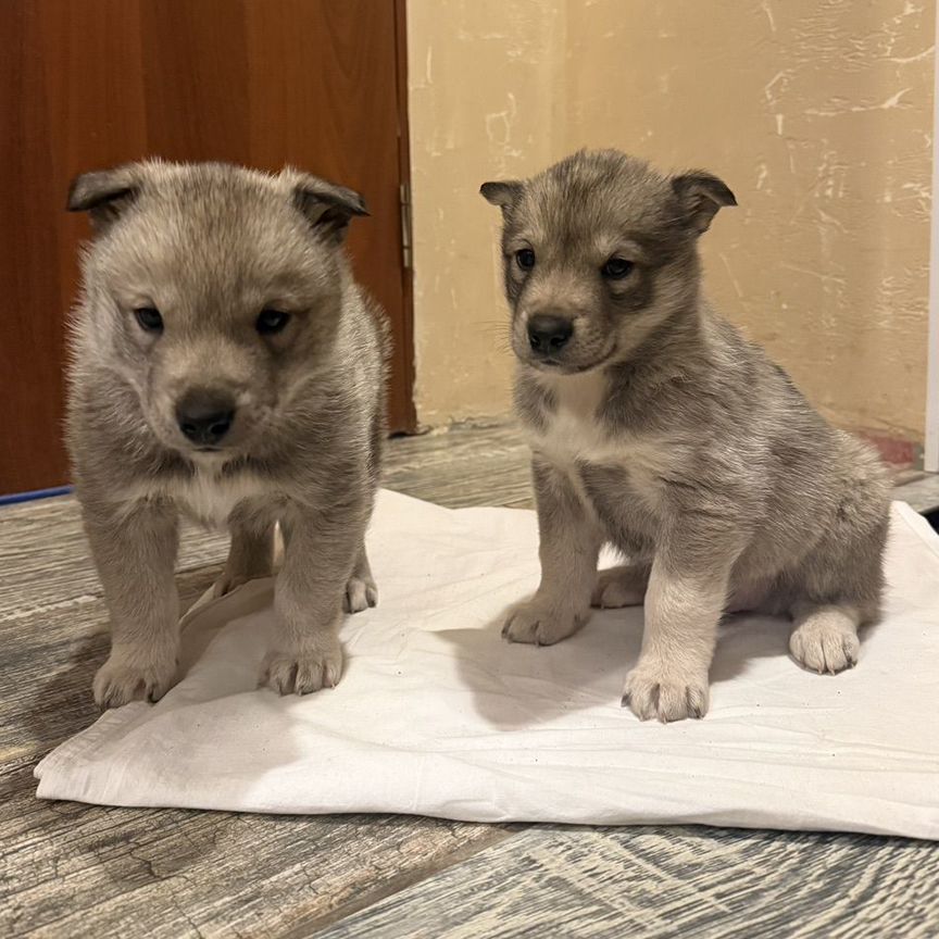 Западносибирская лайка, щенок