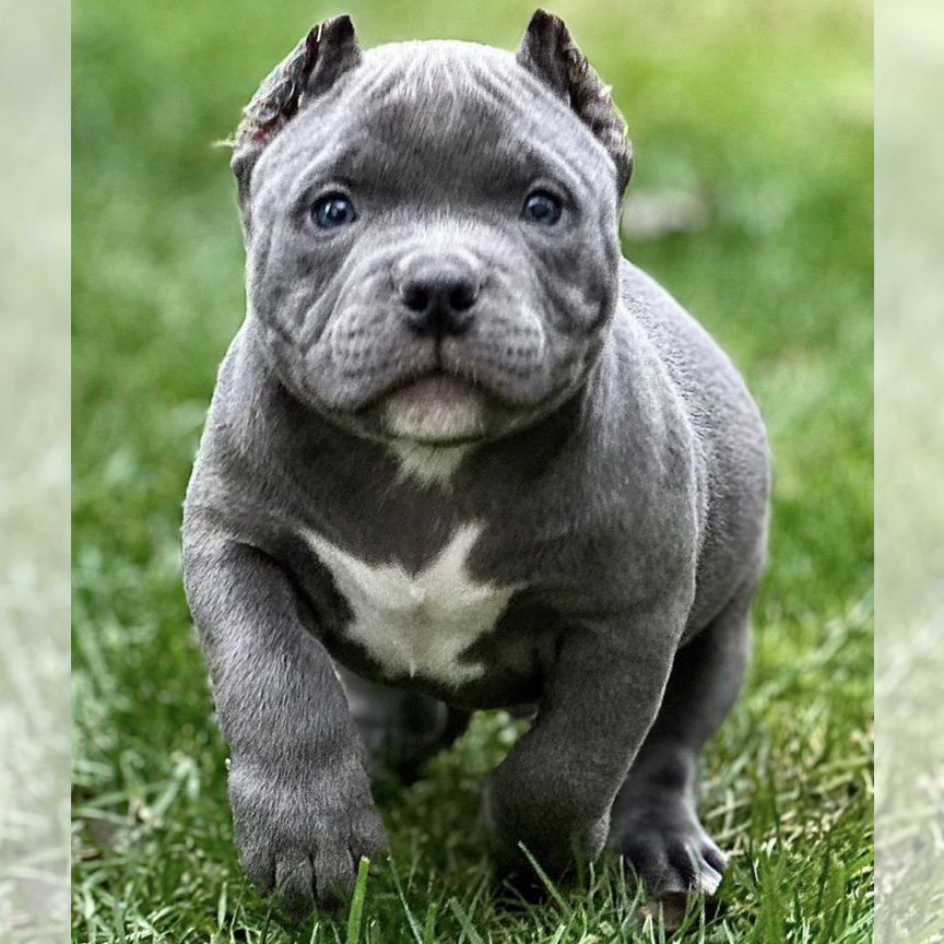 Супер мальчик Американского булли