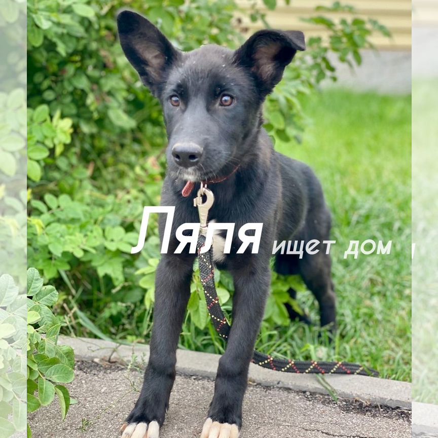 Щенок в добрые руки