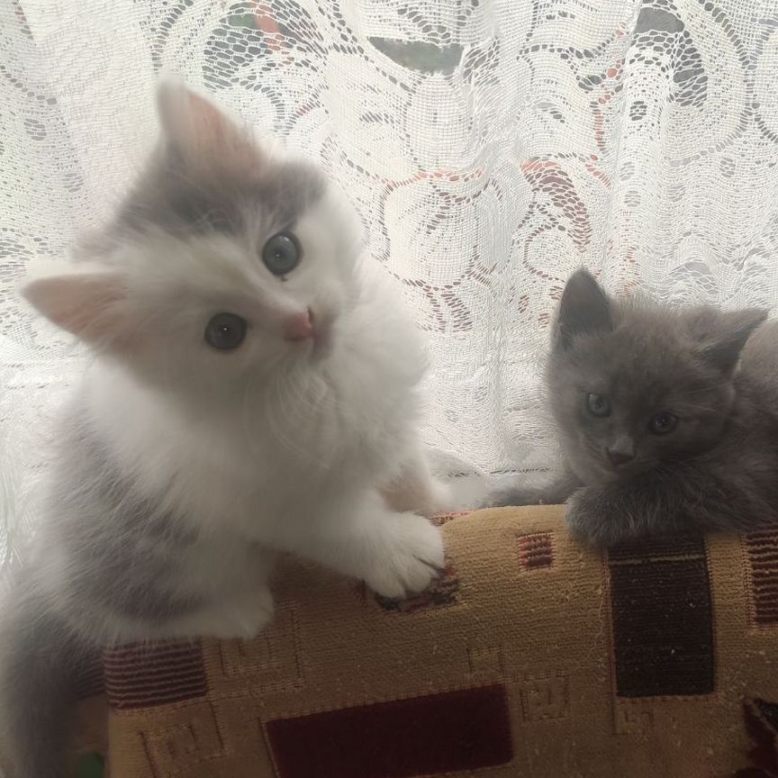 Котята