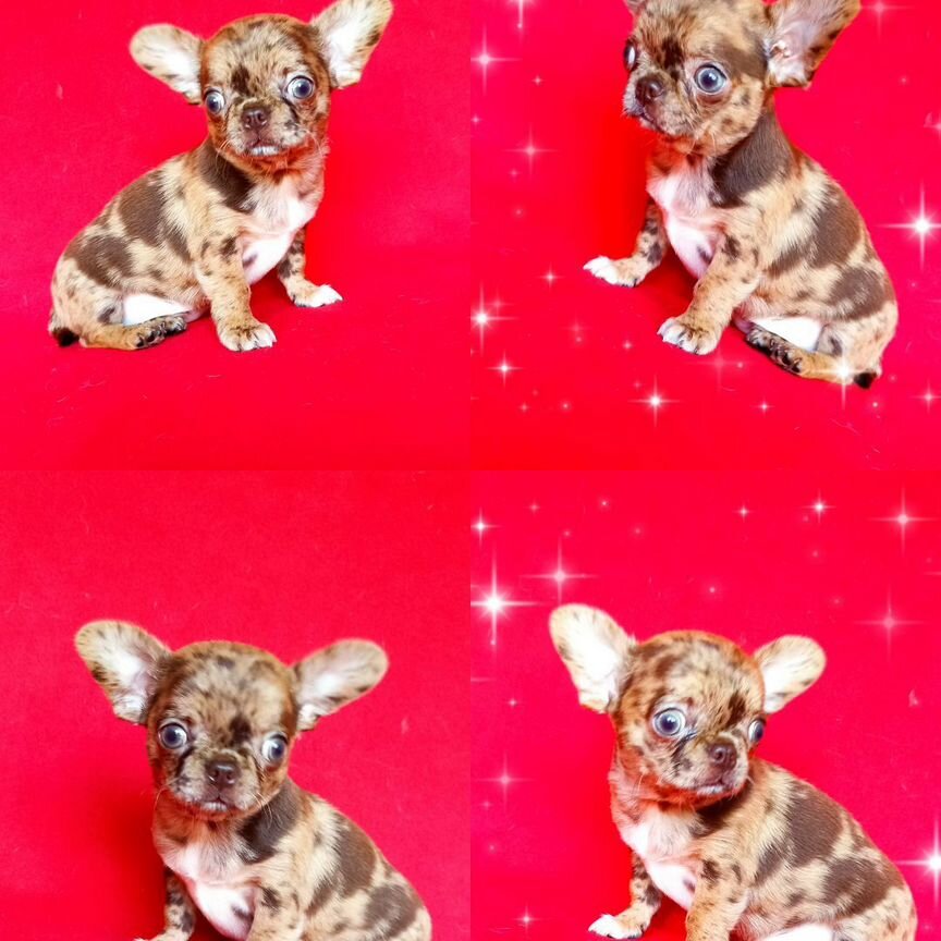 Четыре шоколадика чихуахуа