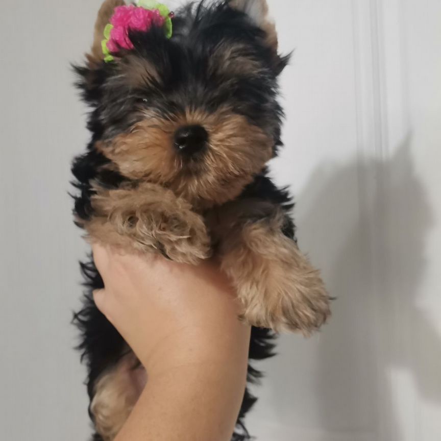 Йоркширский терьер супер девочка