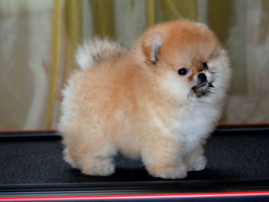 Щенки померанского шпица