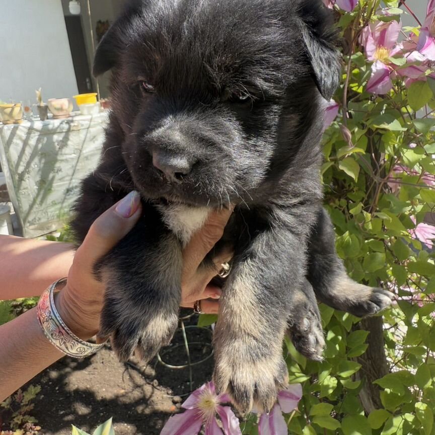 Щенки в добрые руки