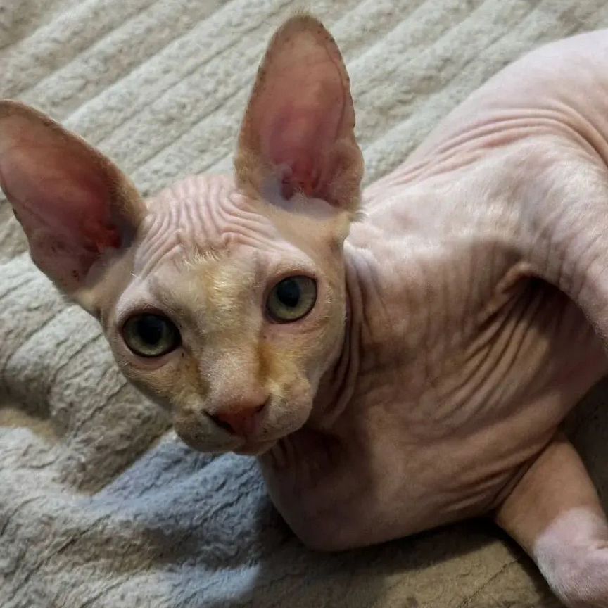 Канадский сфинкс котёнок