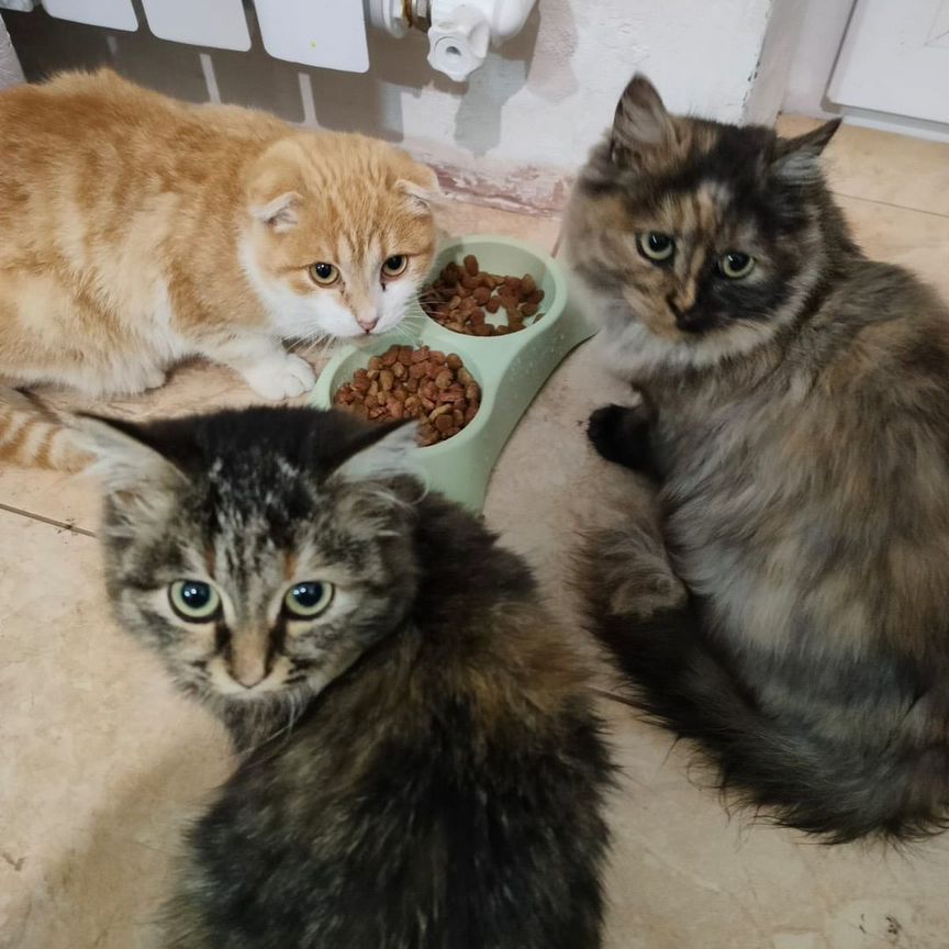 Котята в добрые руки