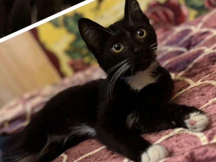 Маркиз в хорошие руки