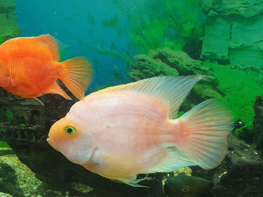 Аквариумная рыба попугай