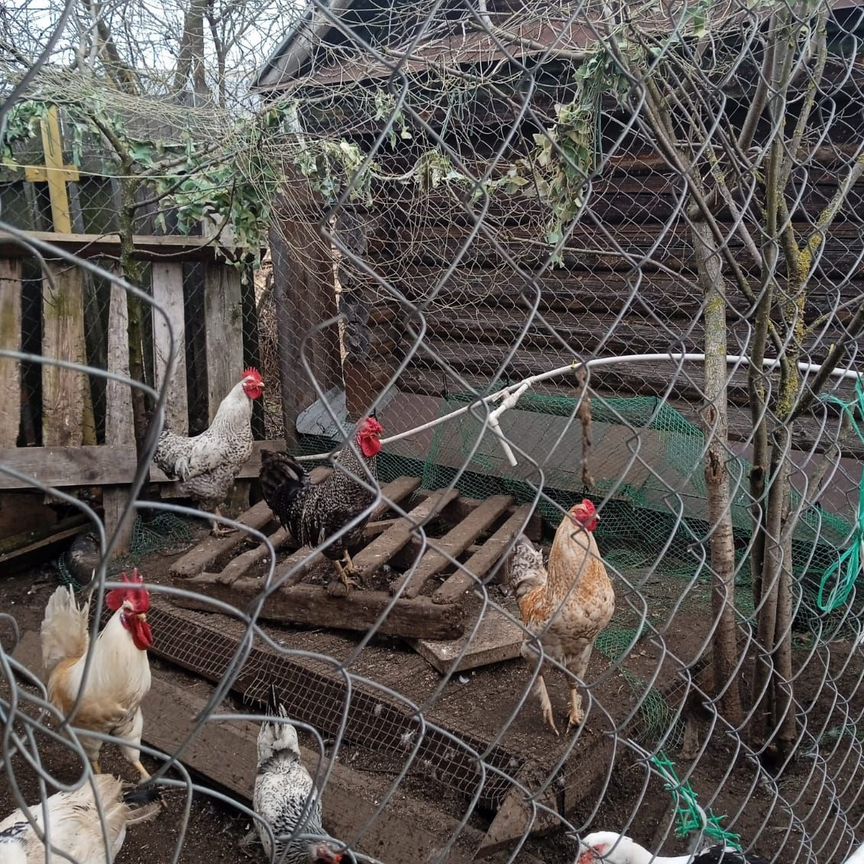 Куры нескшки домашние