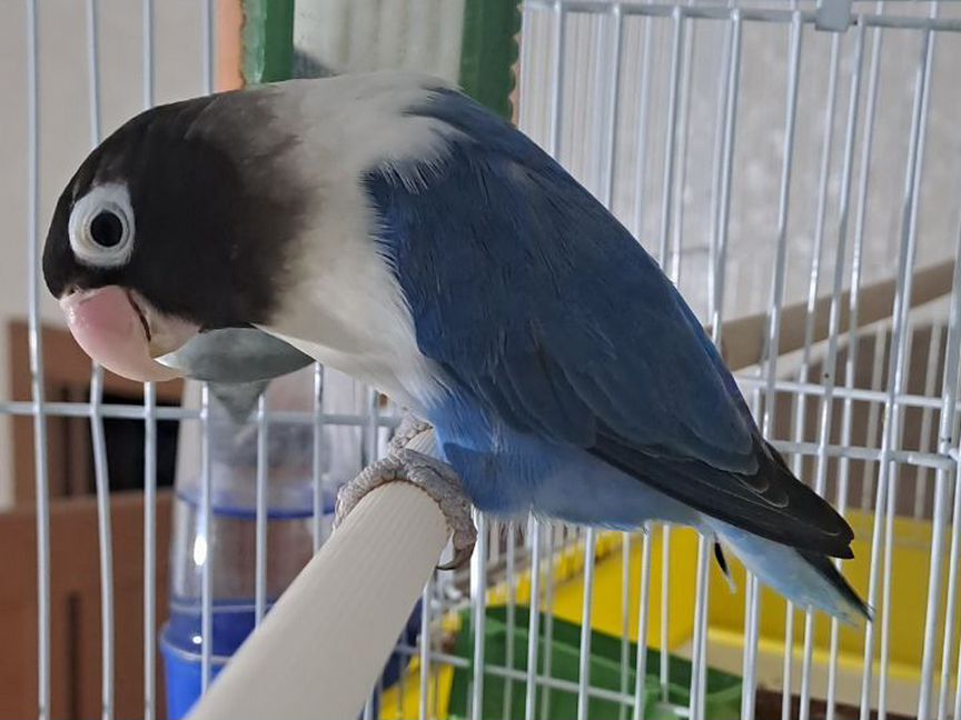 Попугай неразлучник масковый