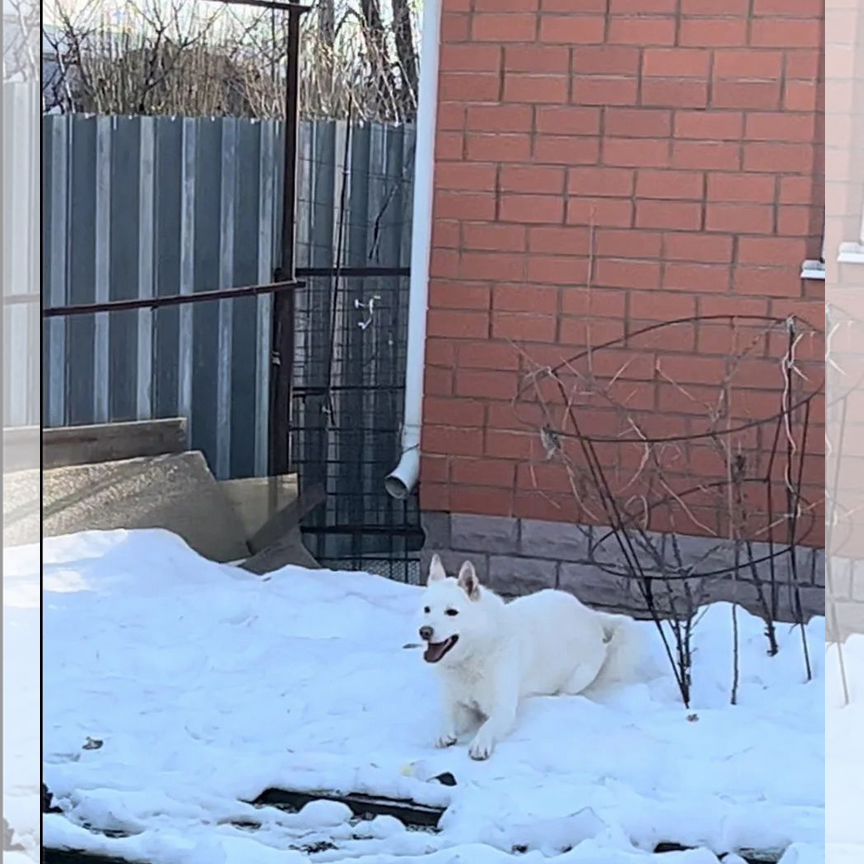 Лайка, взрослый пёс