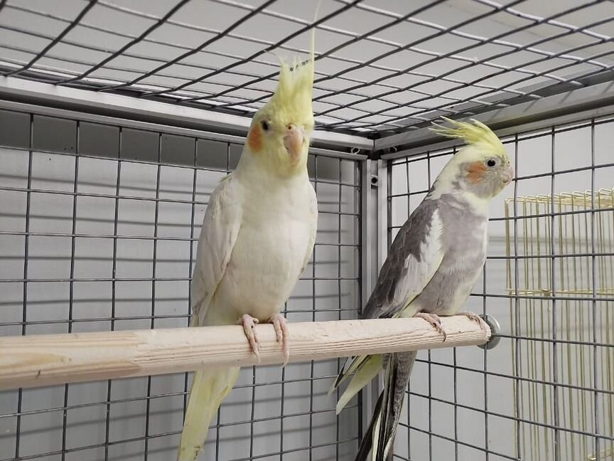 Попугай корелла