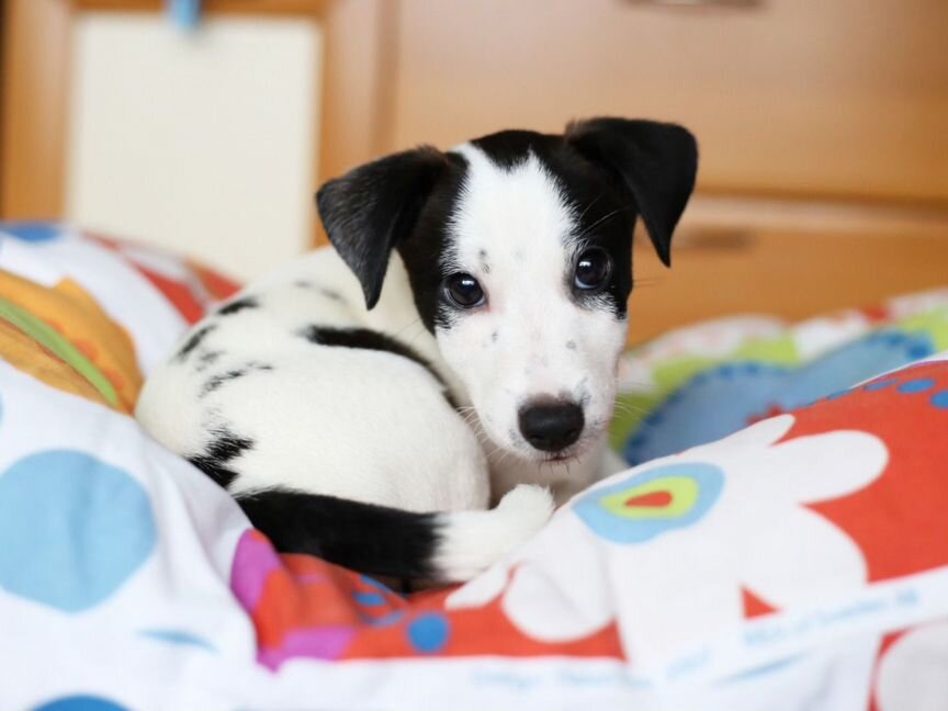 Джек рассел терьер