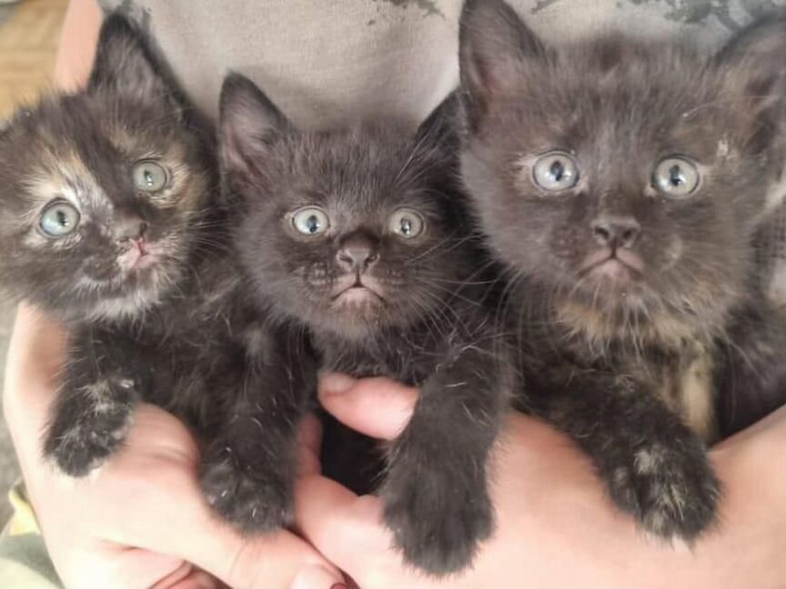Кошечки