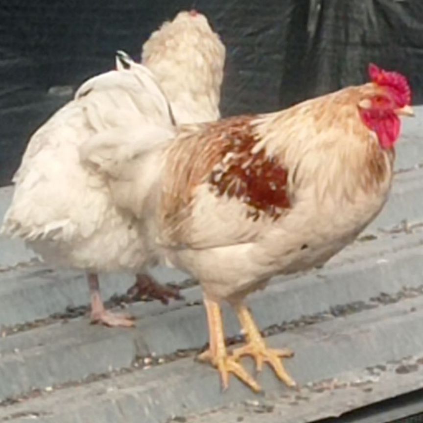 Куры петухи