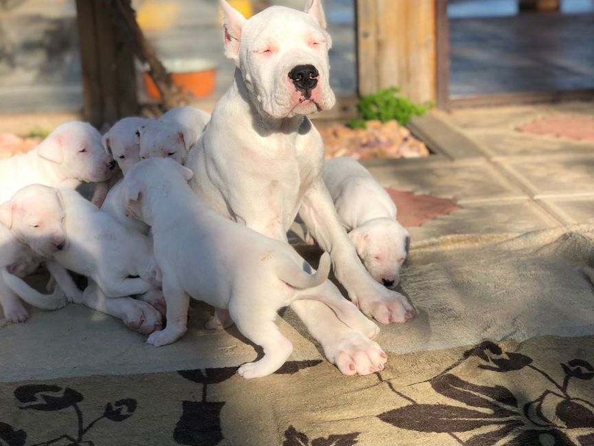 Аргентинский дог щенки