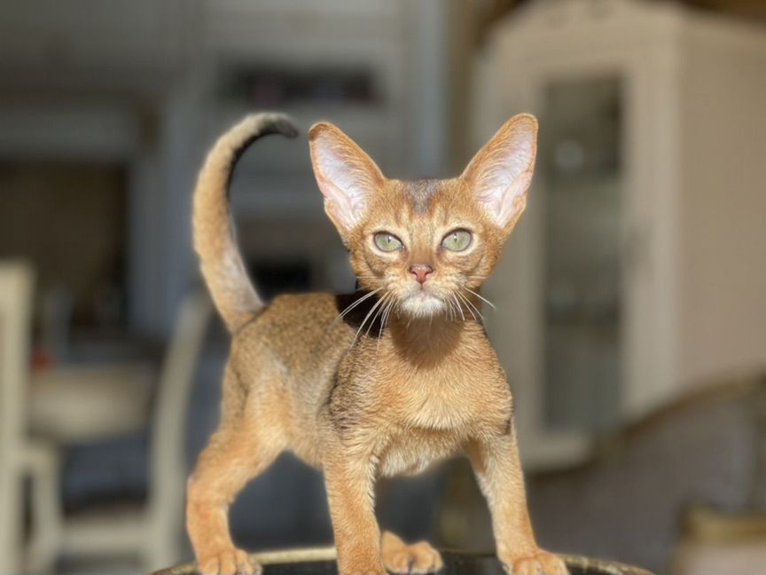 Абиссинские котята мальчики и девочки