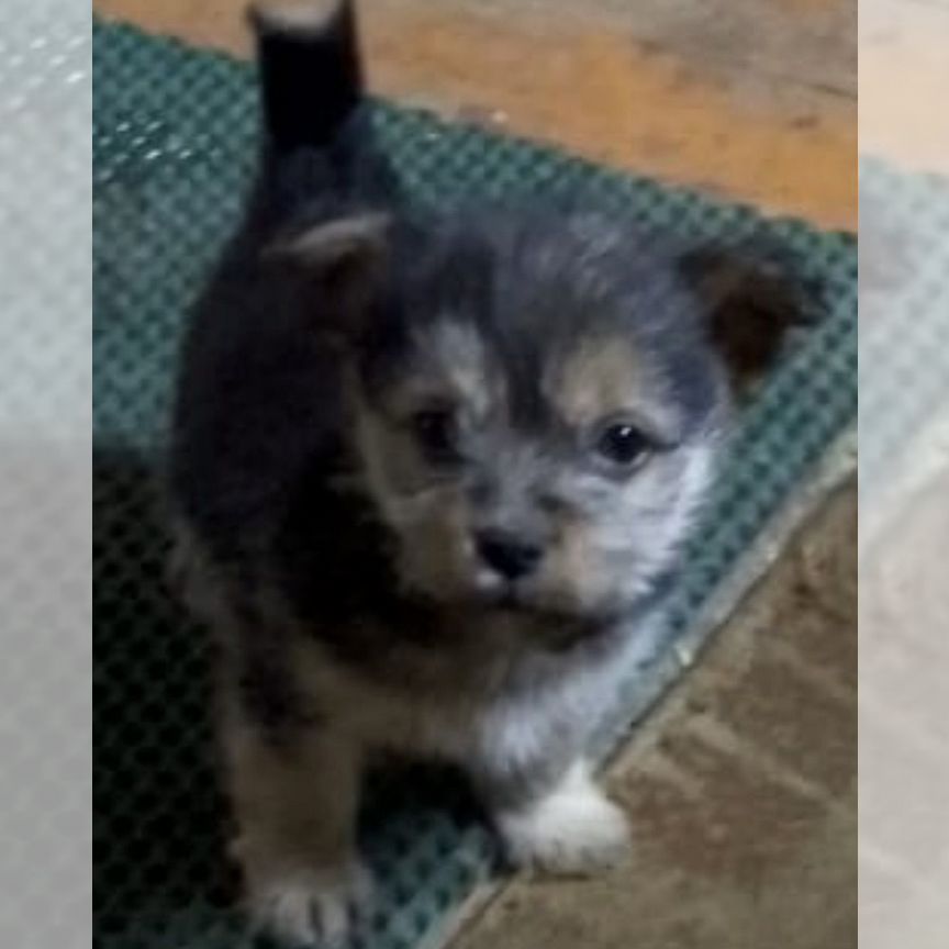 Щенок в добрые руки