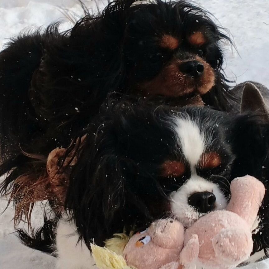 Кавалер кинг-чарльз-спаниель, щенок