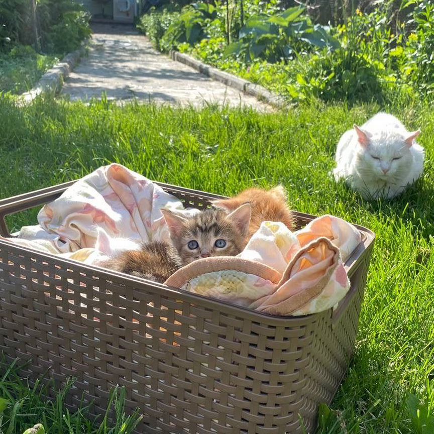 Котята