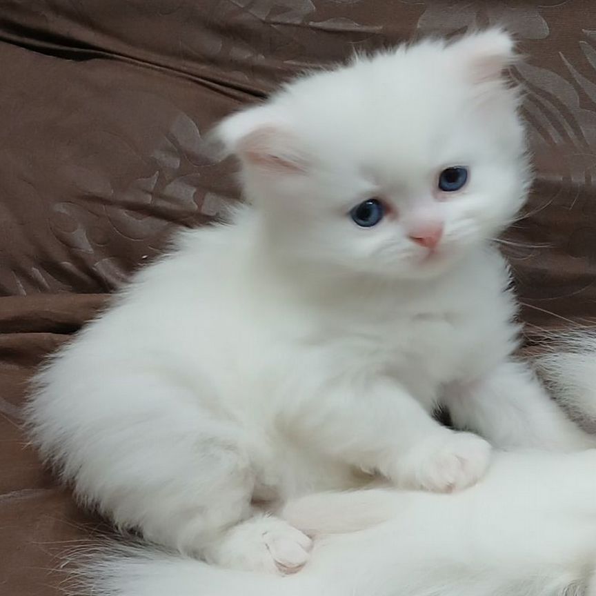 Персидский котёнок
