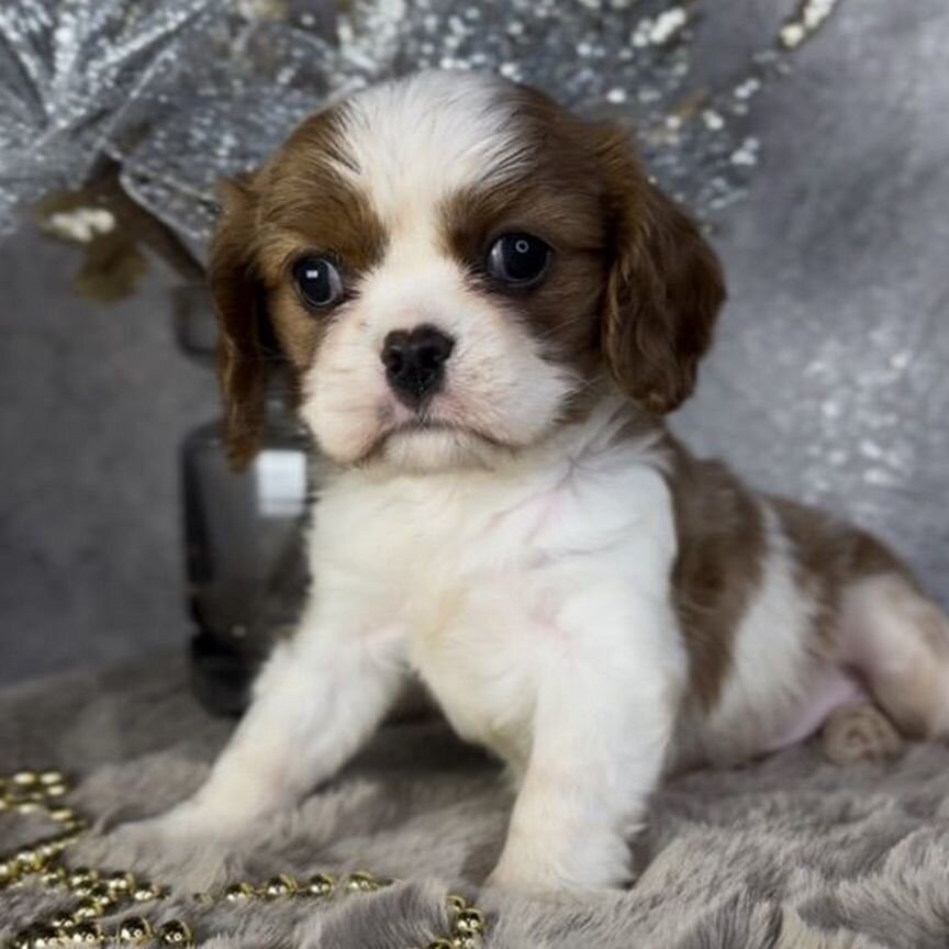 Шикарный парень Кавалер Кинг Чарльз Спаниель