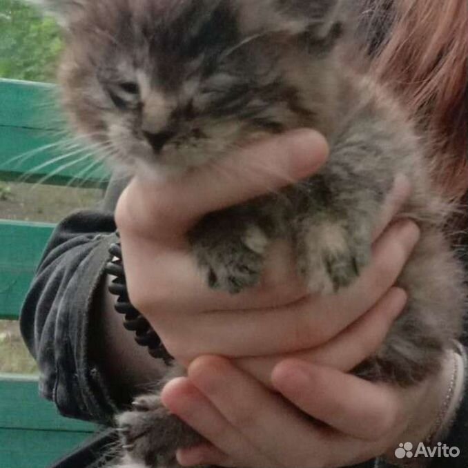 Помогите найти котенку дом
