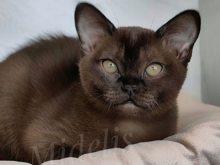 Бурманская кошечка