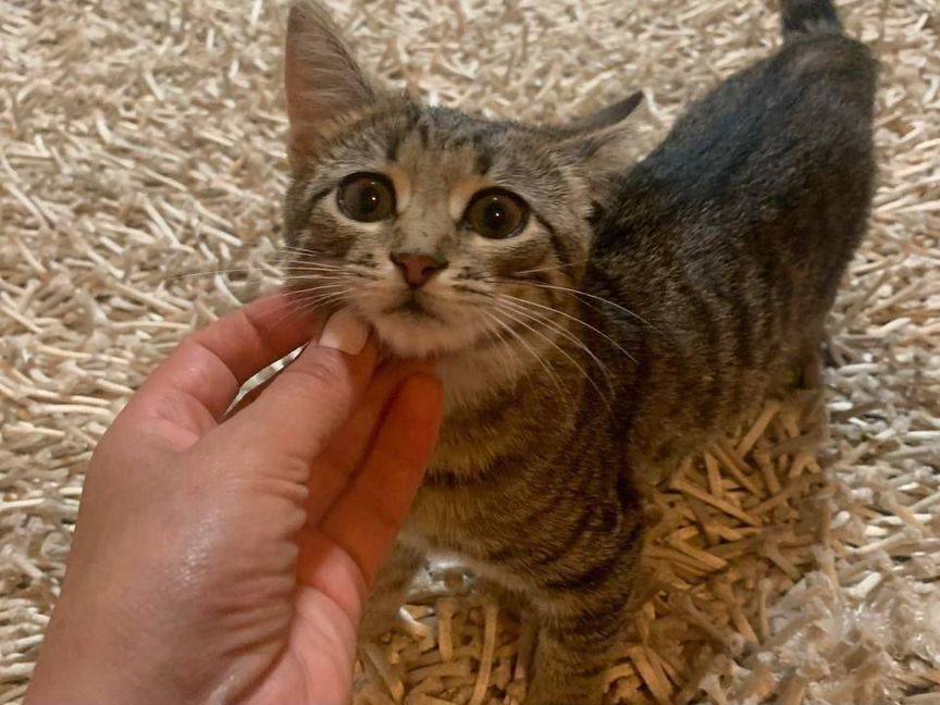 Ещем дом для котика
