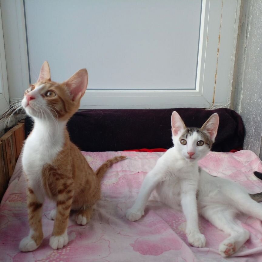 Ищут добрые ручки очаровательные котята