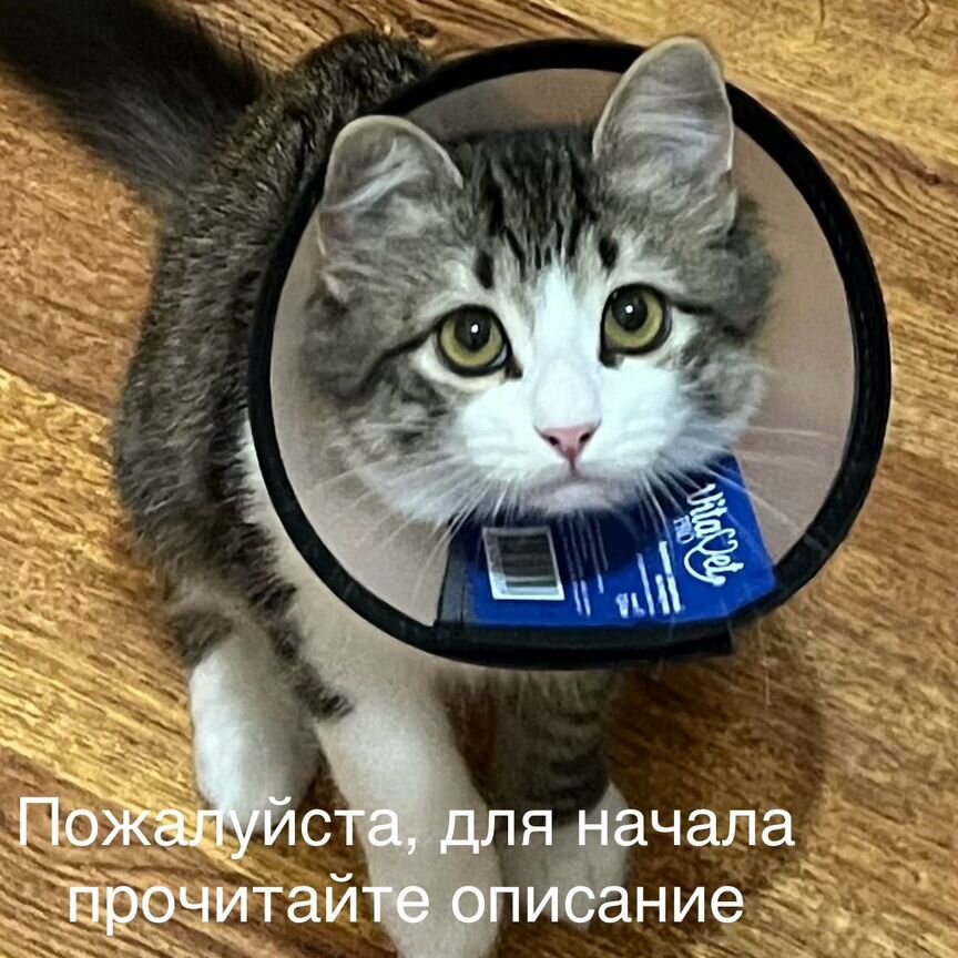 Котёнок в добрые руки