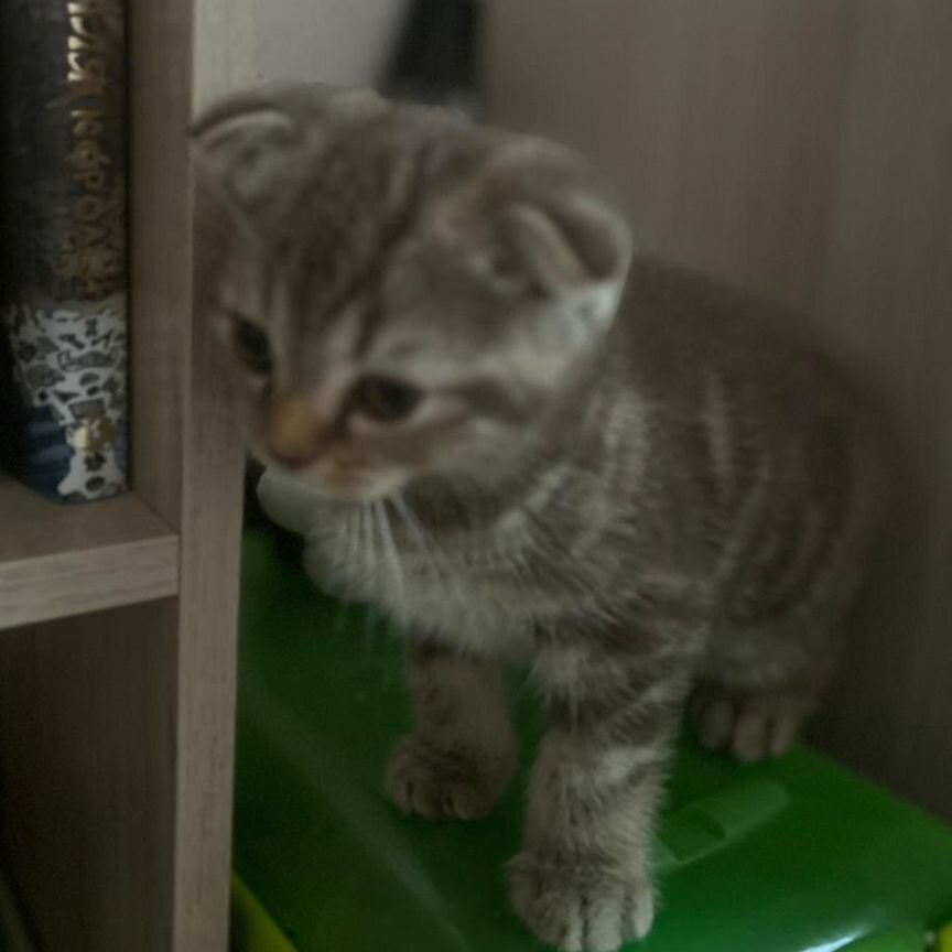 Шотландские вислоухие котята