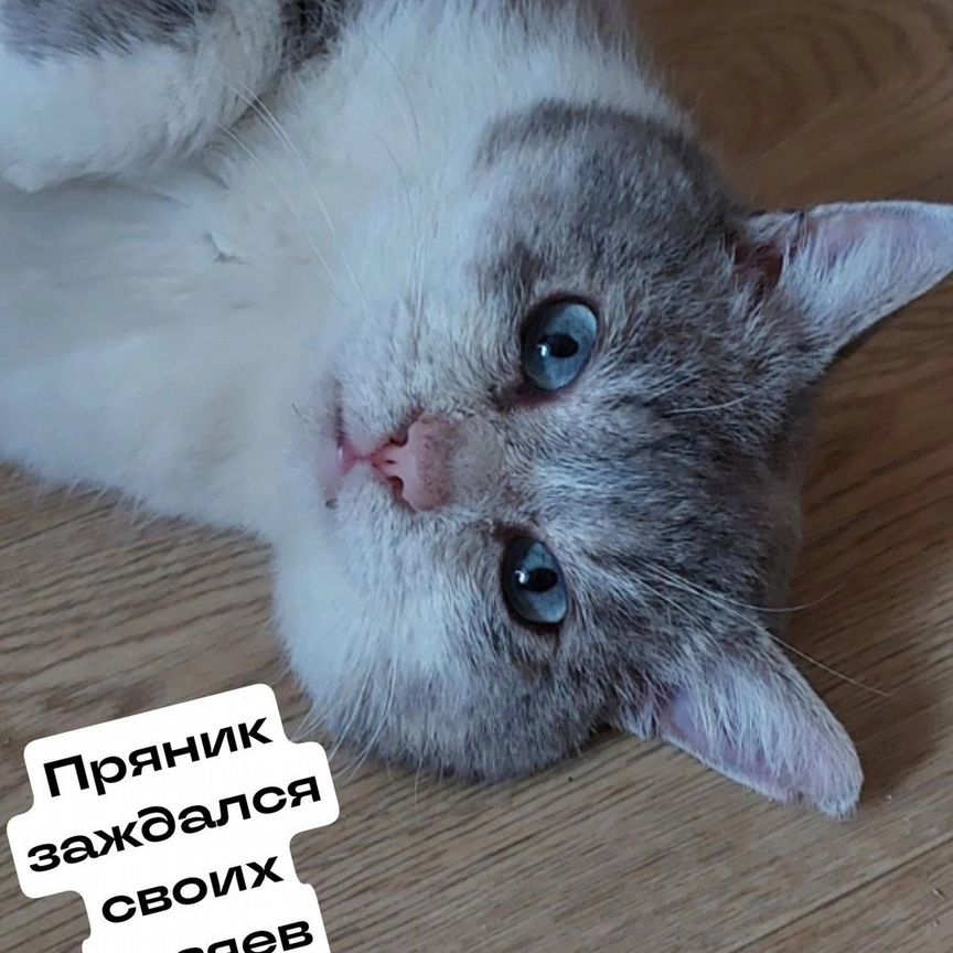 Шикарный молодой котик