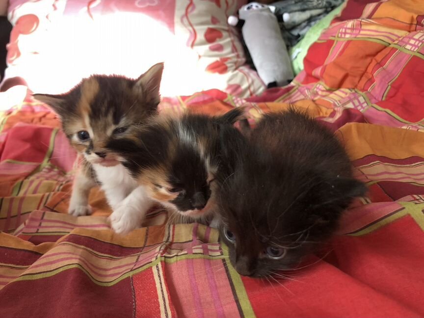 Котята в добрые руки даром