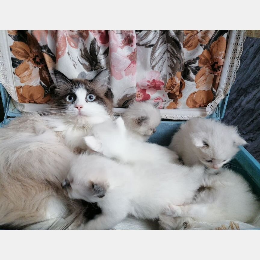 Рэгдолл малютки