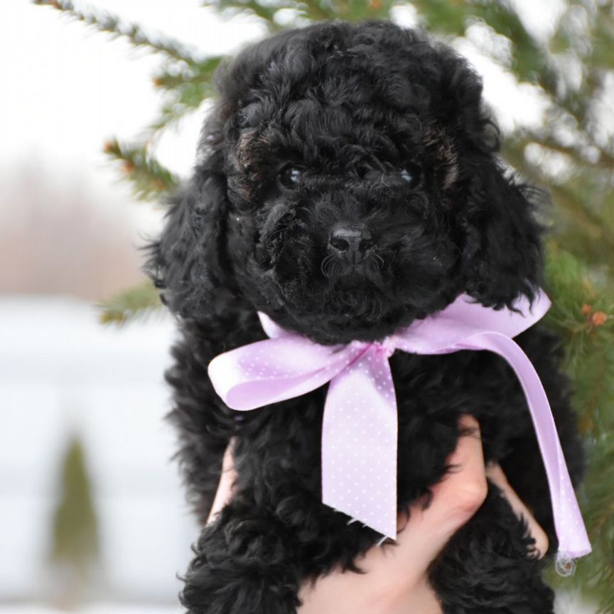 Девочка РКФ