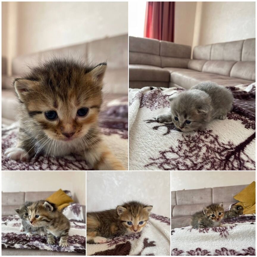 Котята в добрые руки даром